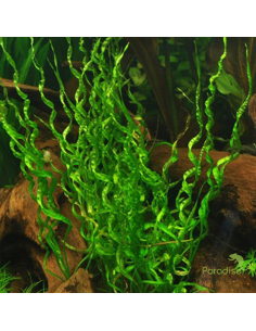 Tienda Acuarios online | Acuarios Plantados | Acuarios Marinos
